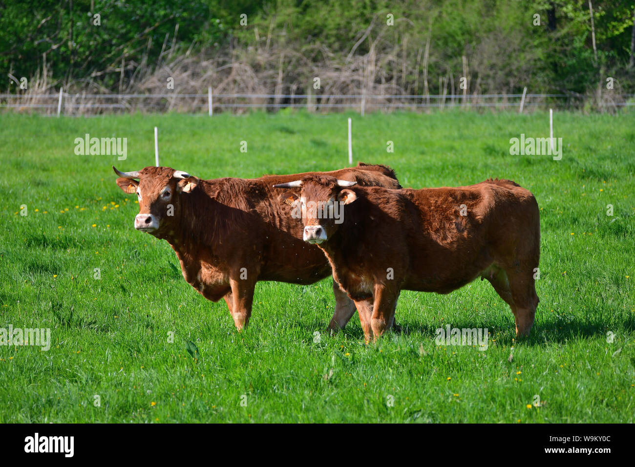 Two brown cows with with horns in an green meadow. Flies are around ...