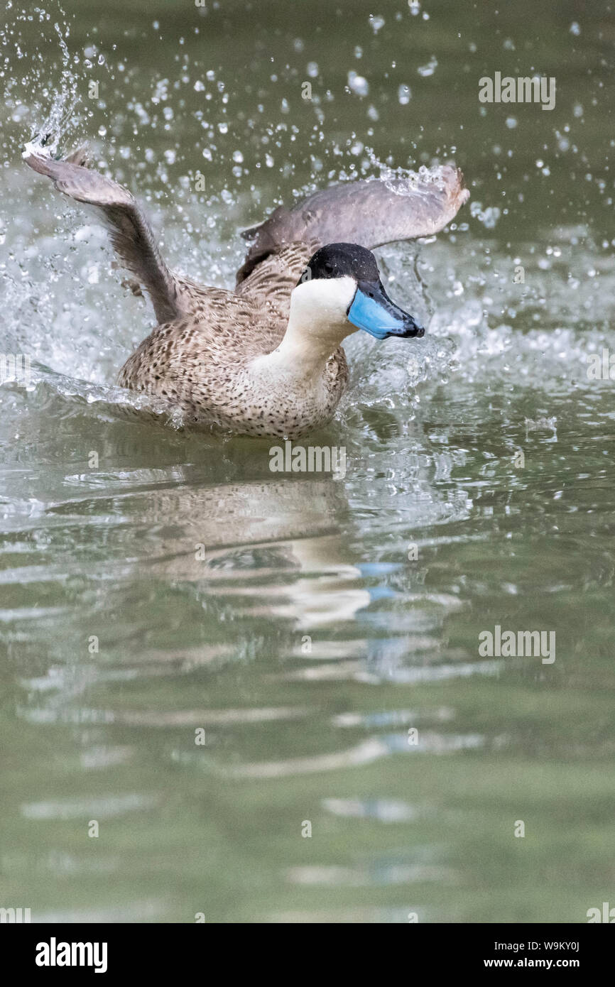 White-headed and blue nose duck 'Oxyura leucocphal Stock Photo - Alamy