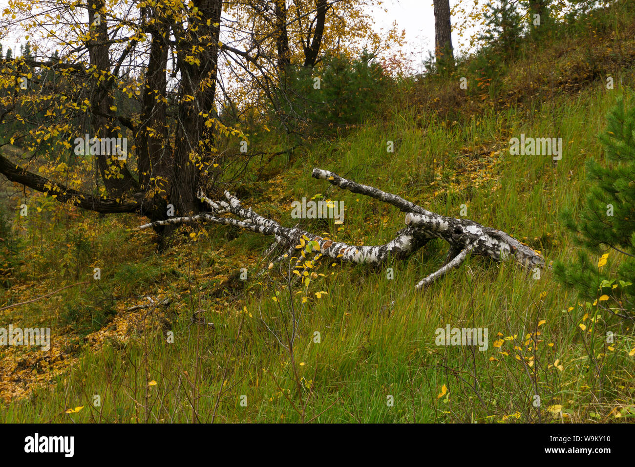autumn sad natural landscape, a fall of leaves on the slope of a wild ...