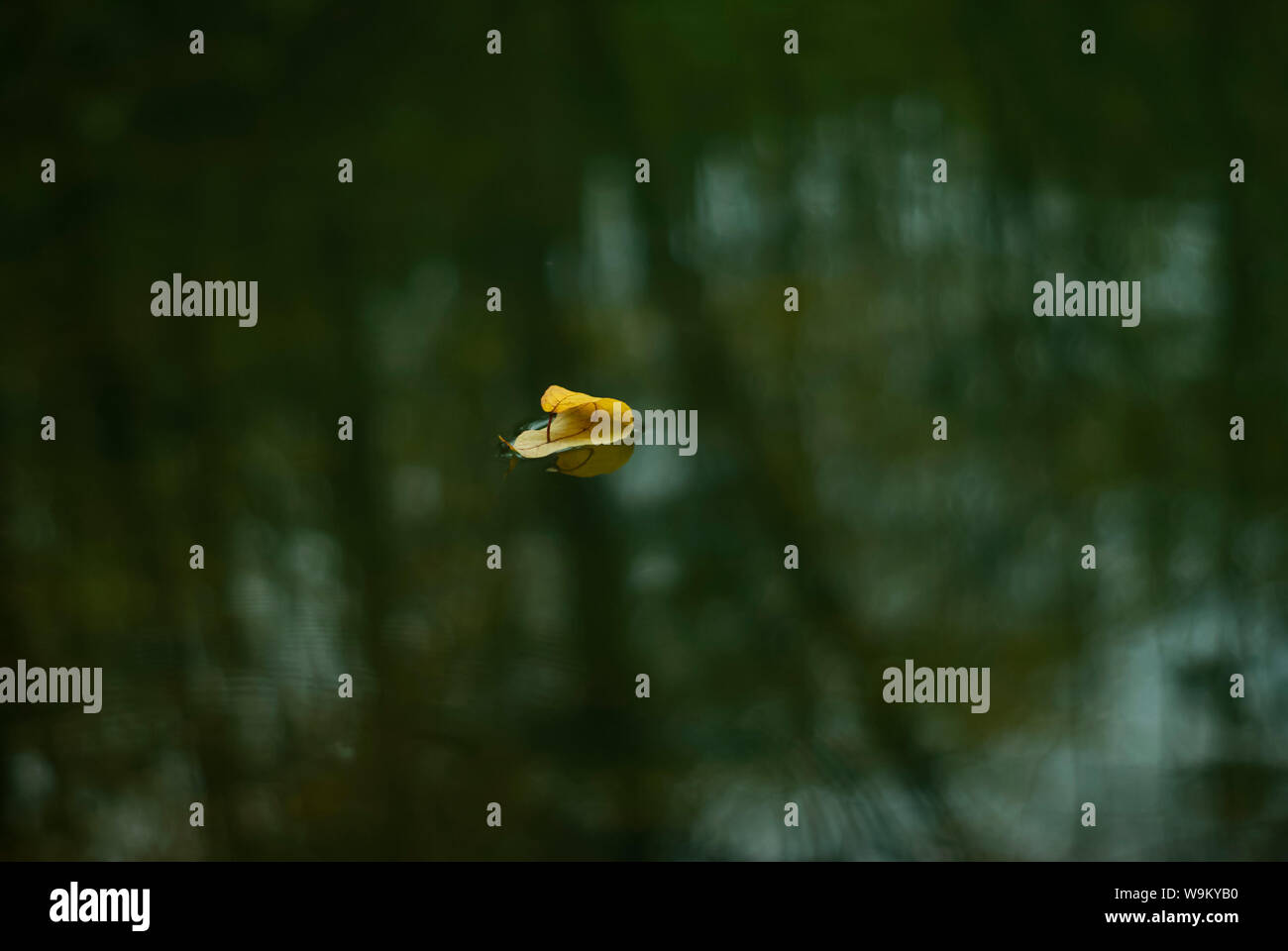 yellow autumn leaf curled in the shape of a boat, floating on the ...