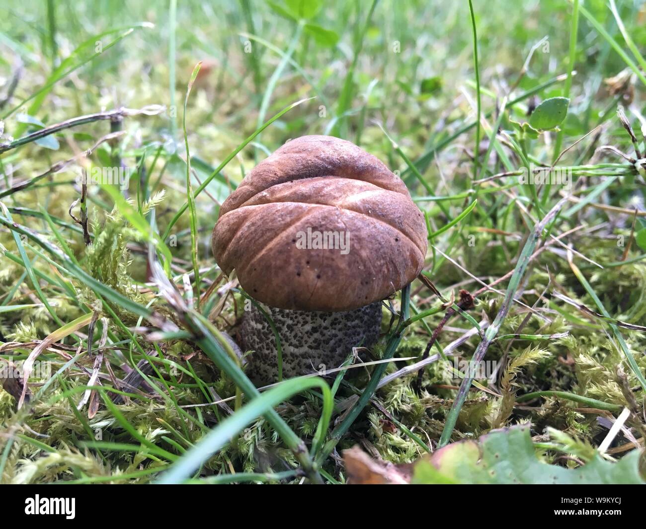 Closeup shot of a rain mushroom grown in the grass after a rain Stock ...