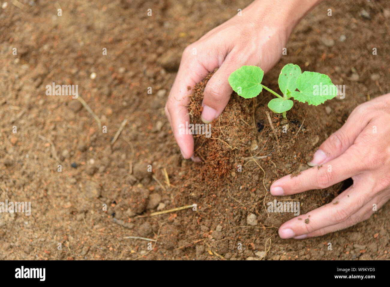 The man Plant The Sapling to soil Stock Photo - Alamy