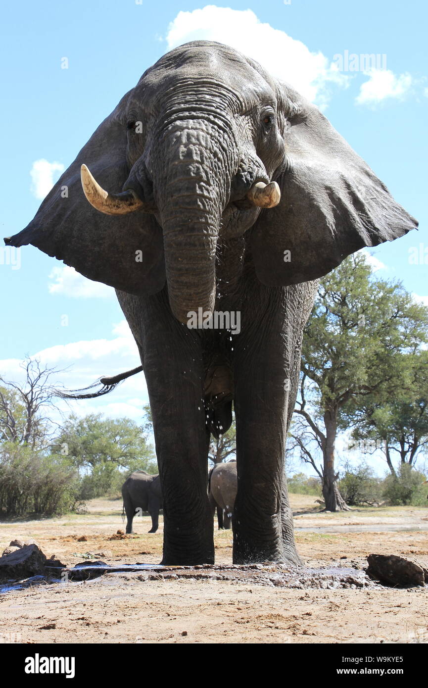 Hwange Elephant Hide Stock Photo - Alamy