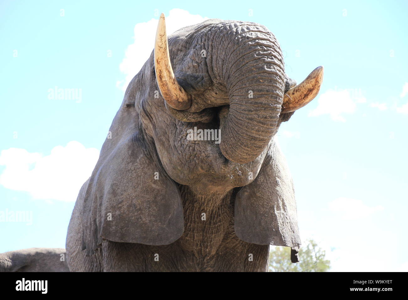 Hwange Elephant Hide Stock Photo - Alamy