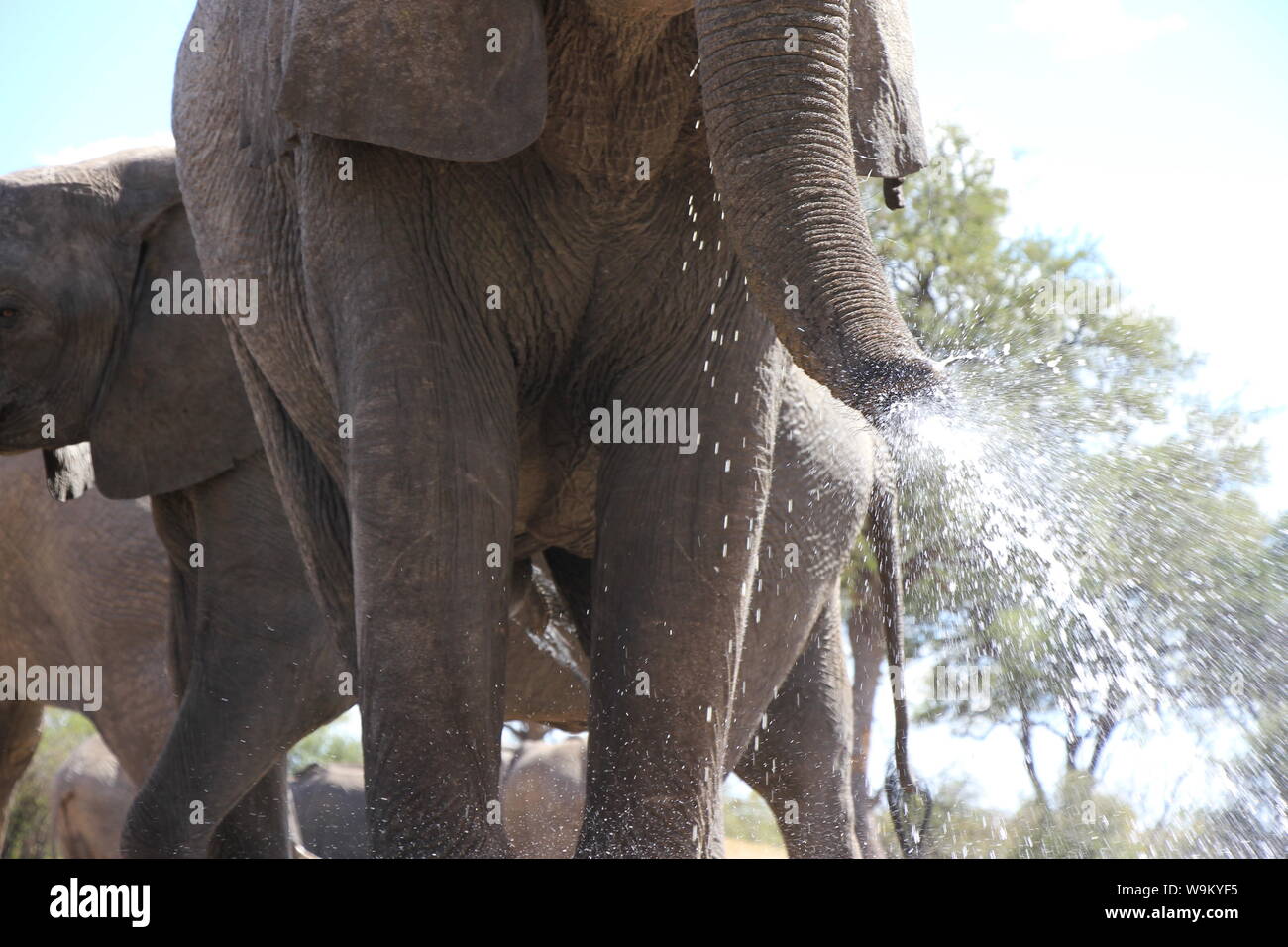 Hwange Elephant Hide Stock Photo - Alamy