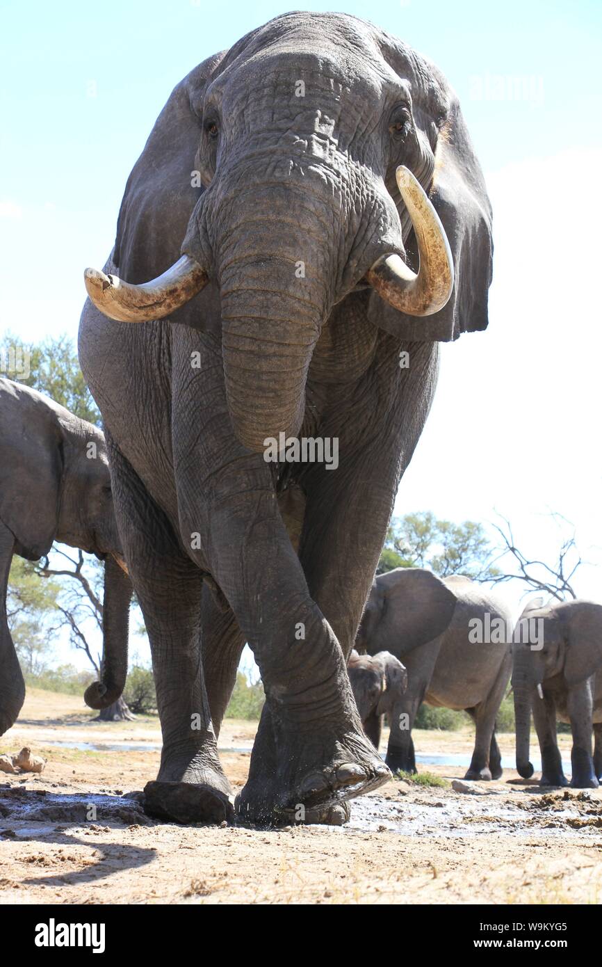 Hwange Elephant Hide Stock Photo - Alamy