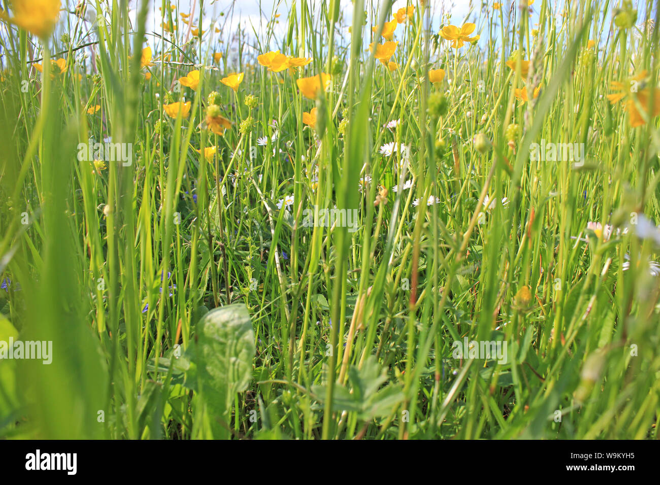 in the middle of a wildflower meadow Stock Photo - Alamy