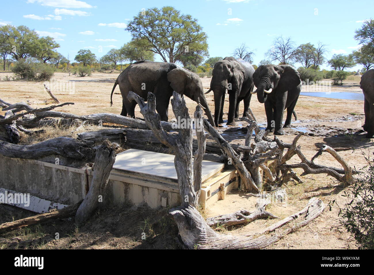 Elephant Hide High Resolution Stock Photography and Images - Alamy