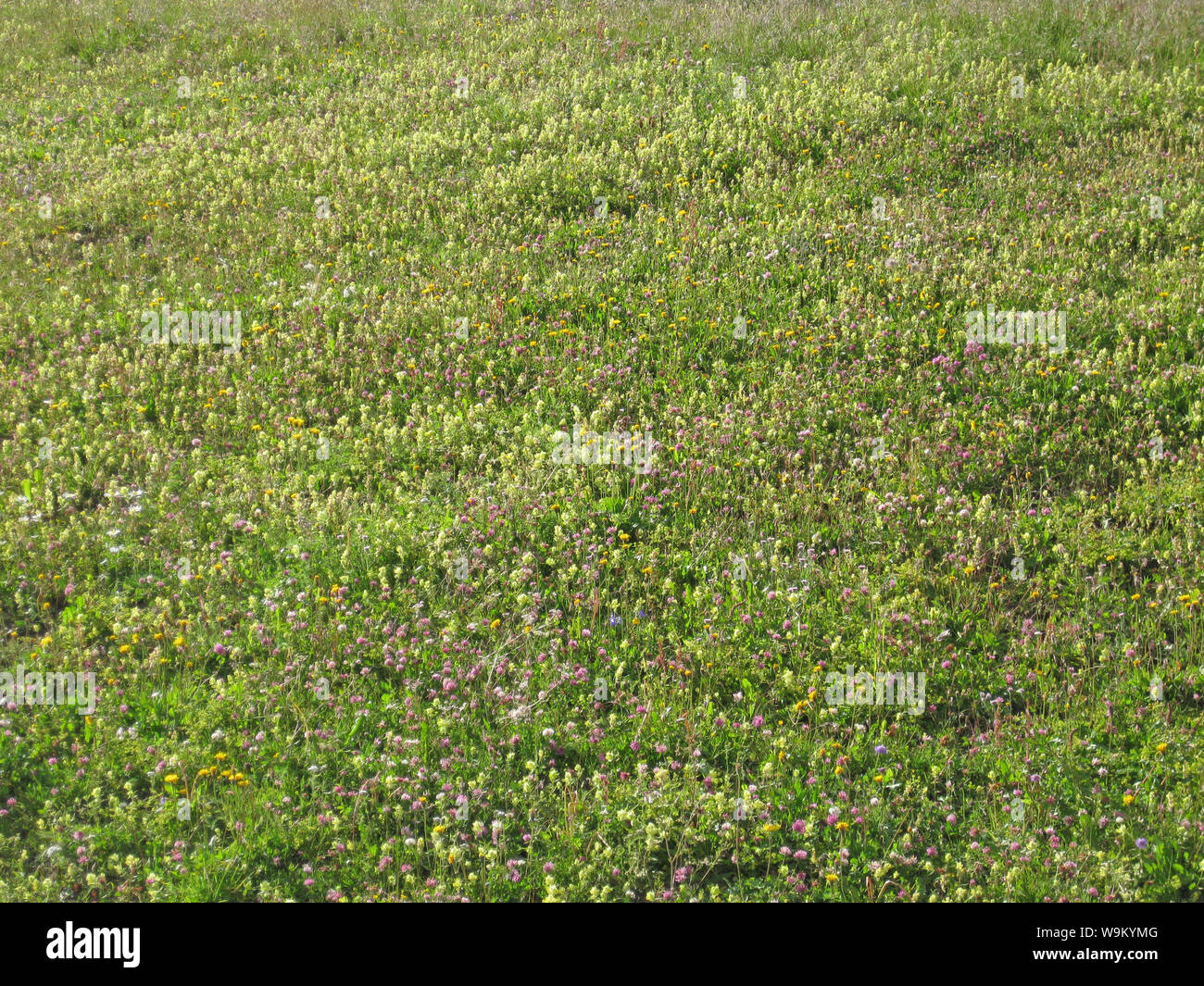 Lot of flowers hi-res stock photography and images - Alamy