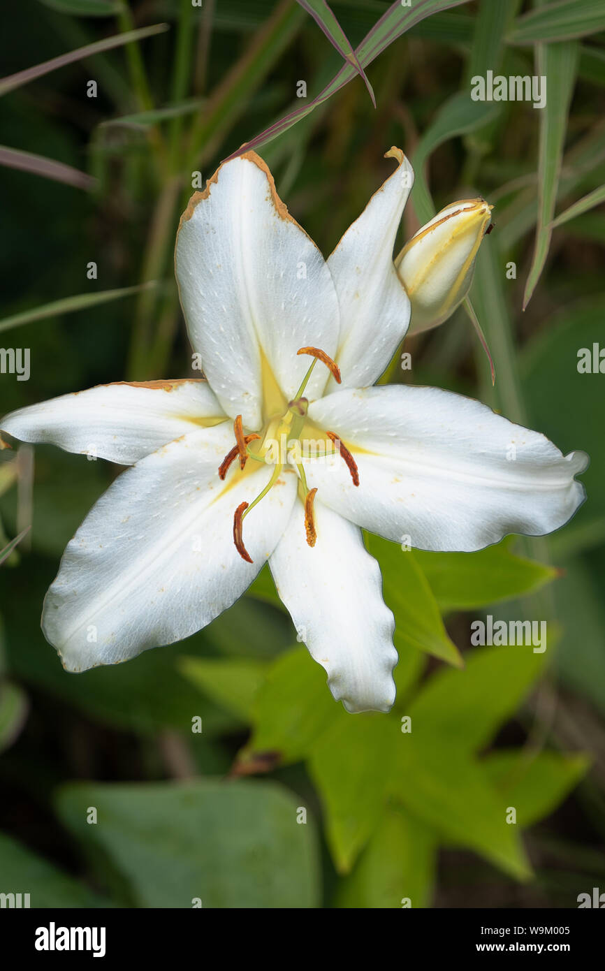 Blooming white lily flower in summer garden, vertical shot Stock Photo ...