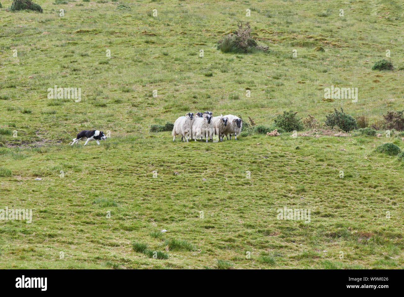 Irish Sheep Dog High Resolution Stock Photography and Images - Alamy