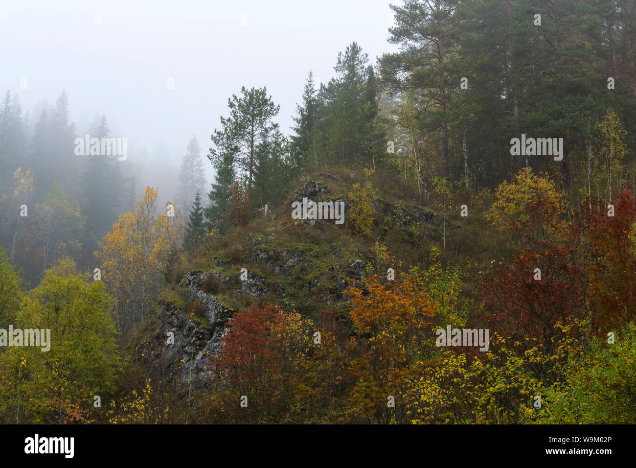 misty autumn mountain temperate forest with trees growing on the rocks ...