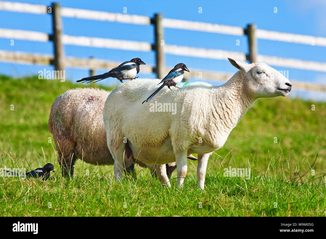 Magpies sitting on a sheeps back Stock Photo - Alamy