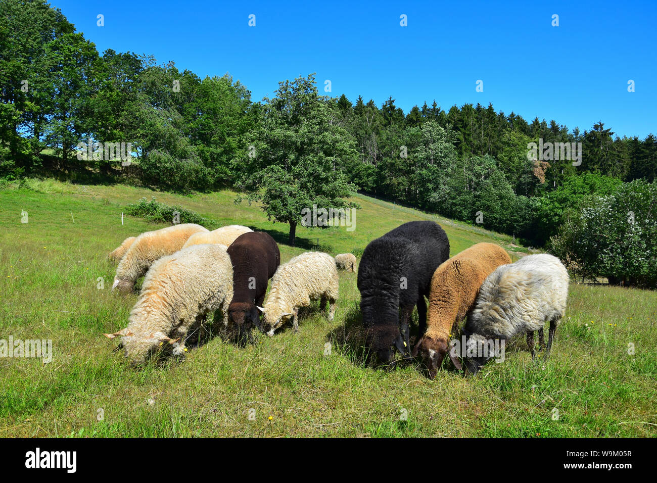 A few sheep of different breeds and colors grazing in a meadow ...