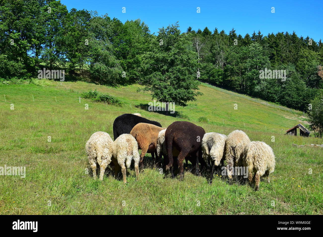 Sheep tails hi-res stock photography and images - Alamy