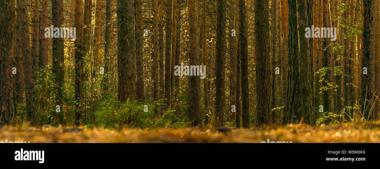 horizontal background - pine forest, shot from the ground level Stock ...