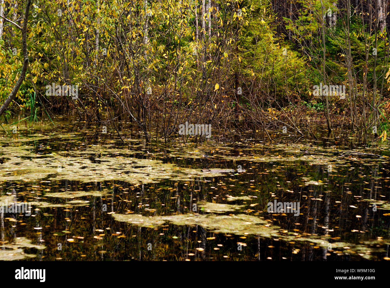 landscape - autumn swamp with mud and fallen leaves on the surface of ...