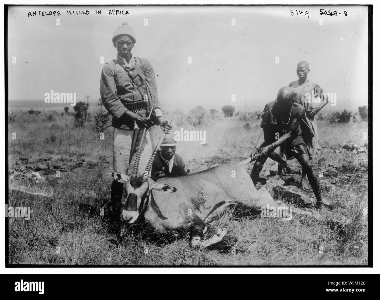 Antelope killed in Africa Stock Photo - Alamy