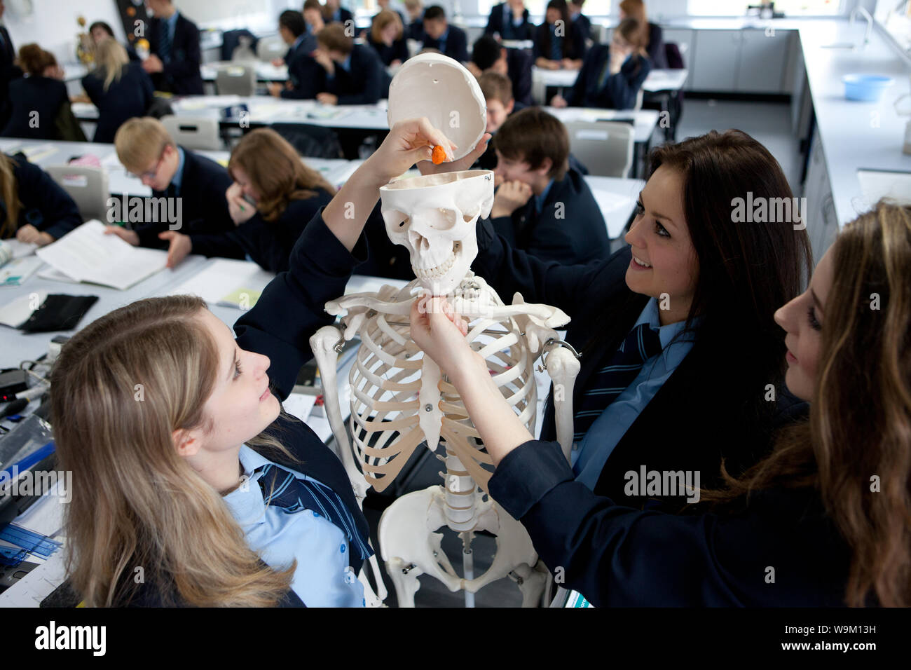 Lab Skeleton High Resolution Stock Photography and Images - Alamy