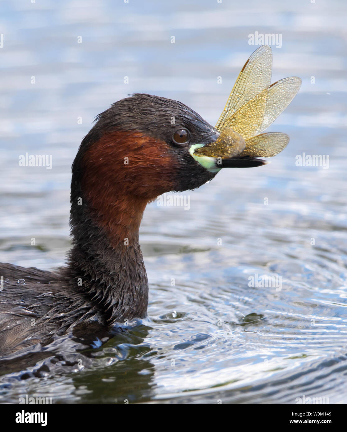 Little Grebe has caught a dragonfly Stock Photo - Alamy