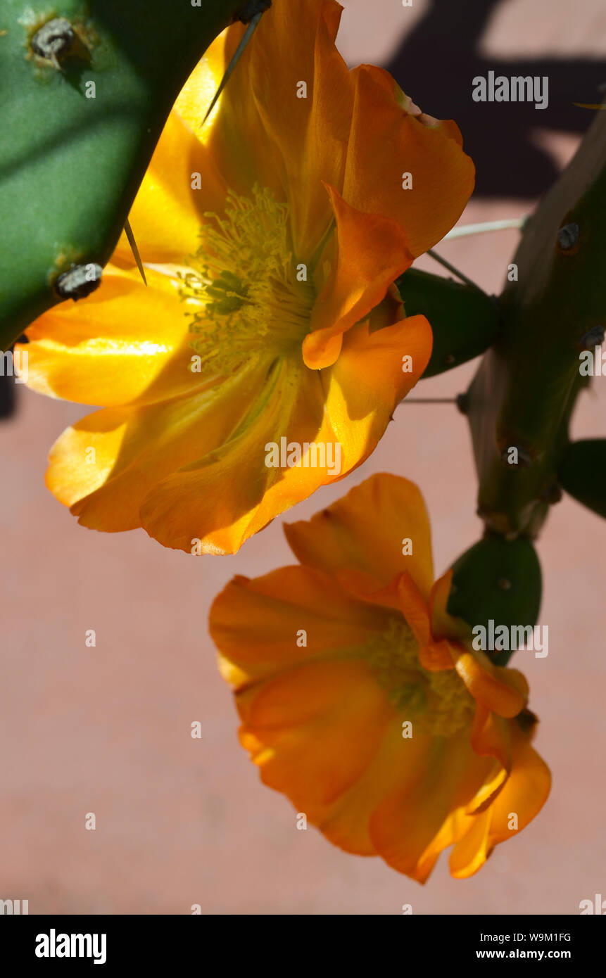 Cactus nopal flowers hi-res stock photography and images - Alamy