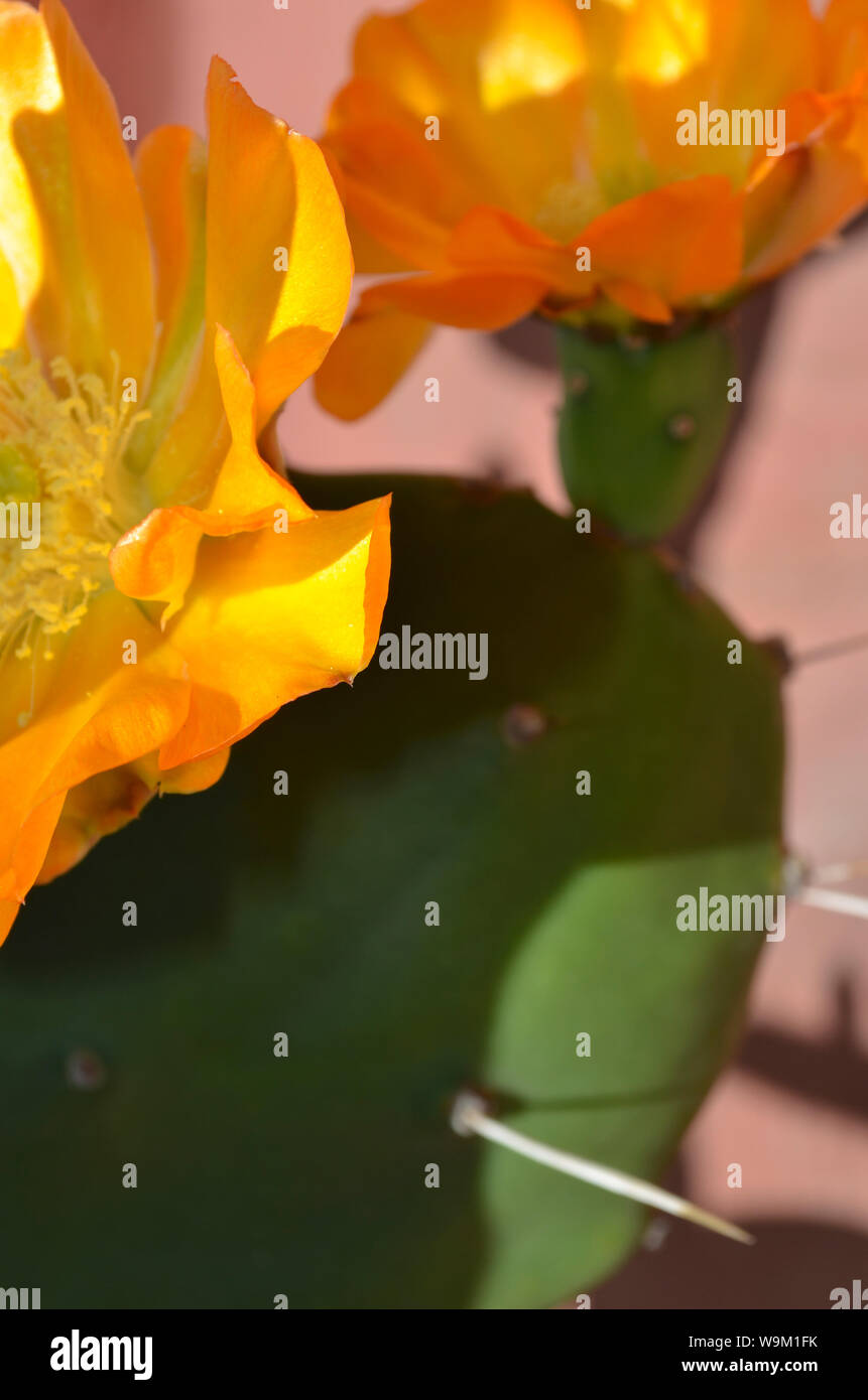 Nopal leaf detail with ywllow flowers Stock Photo - Alamy