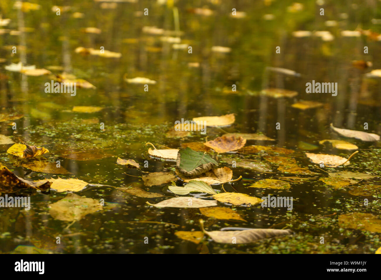 dry autumn leaves on a marsh water surface, partially blurred ...