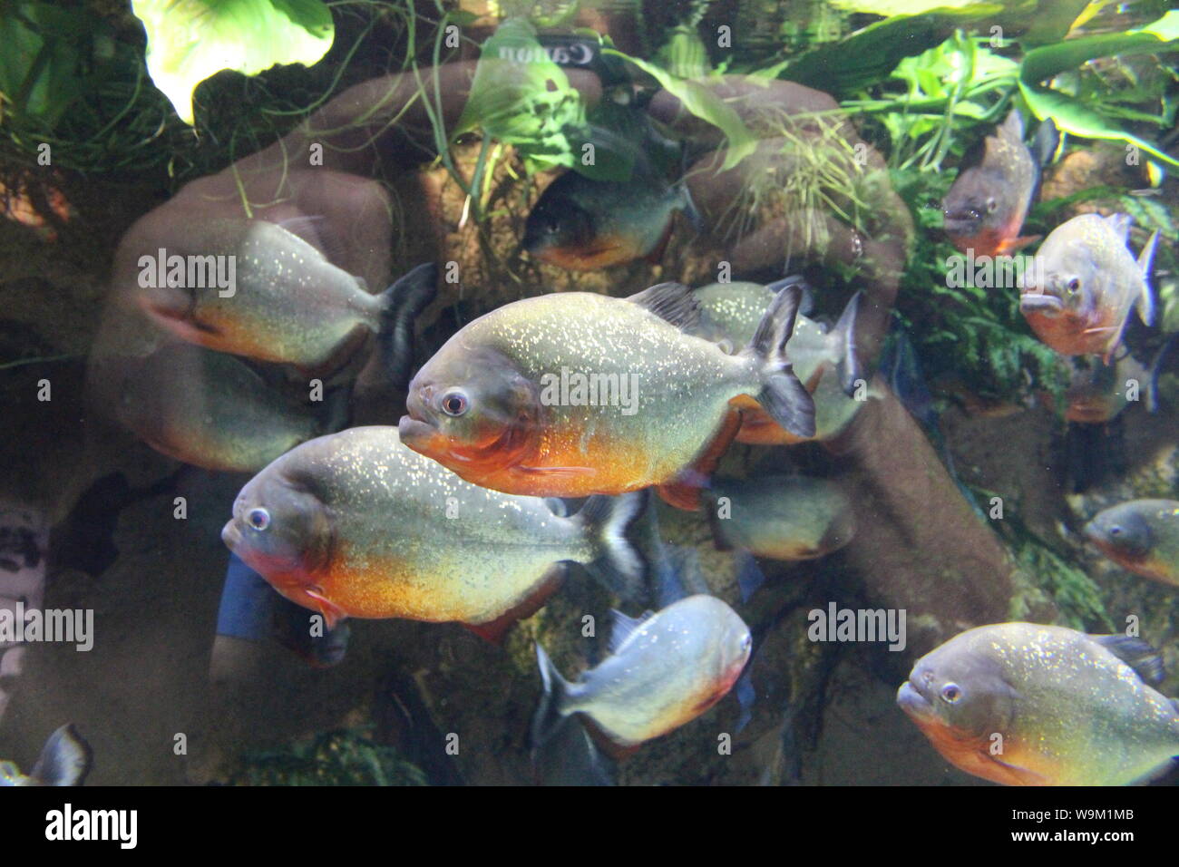 A flock of fish, different species and colors Stock Photo - Alamy