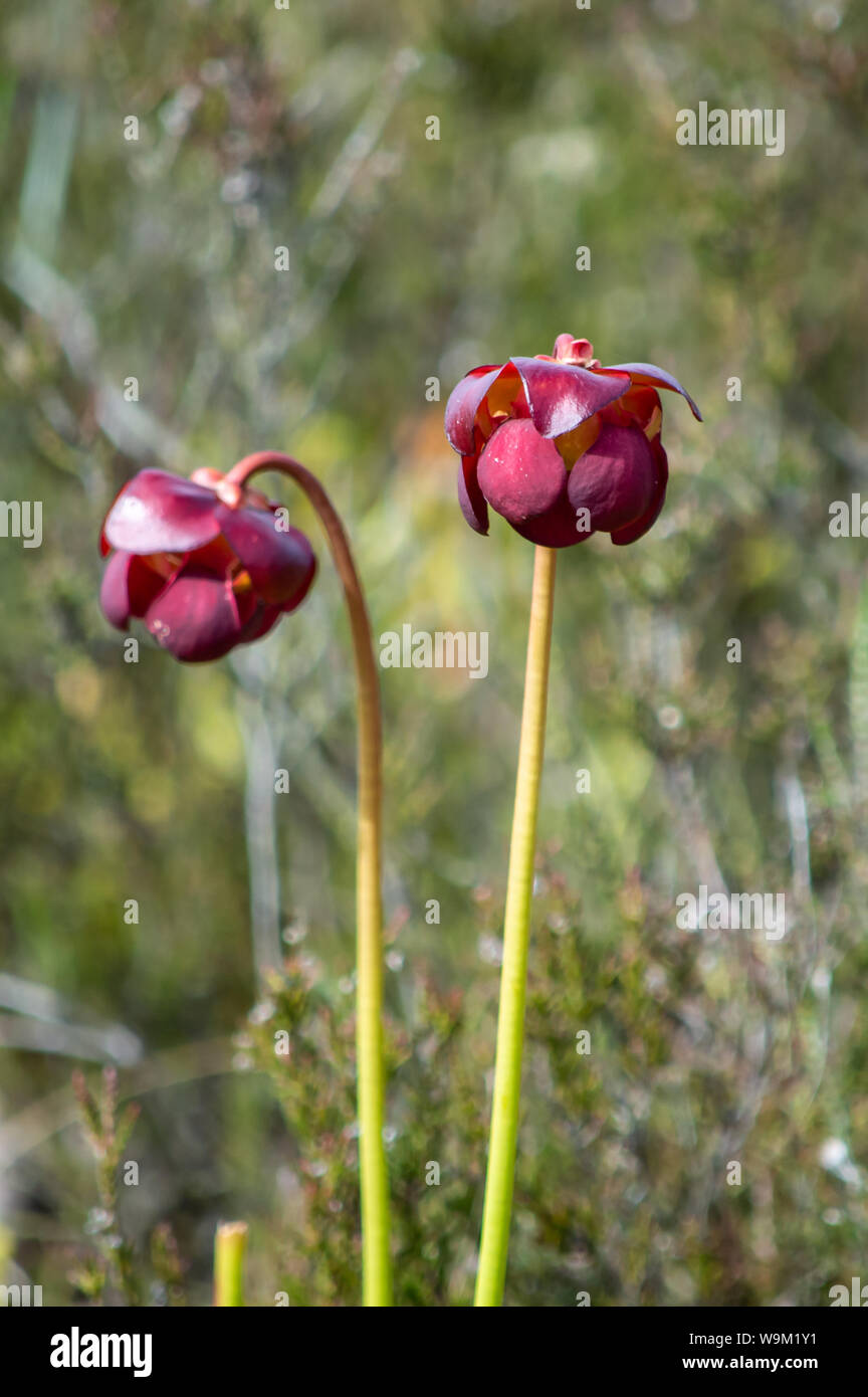 Pitcher plant flowers Stock Photo - Alamy