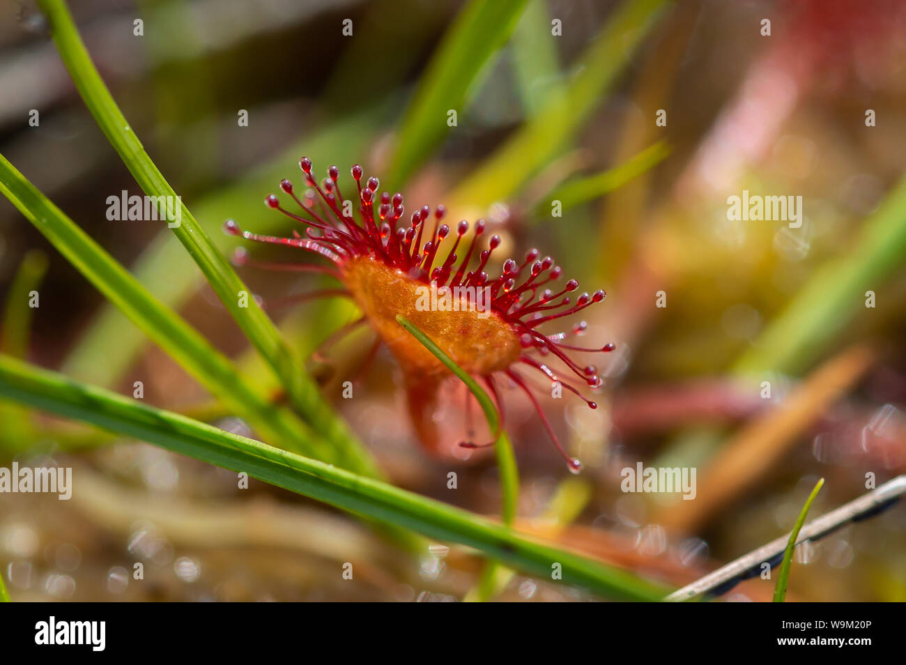 Sundew plant hi-res stock photography and images - Alamy