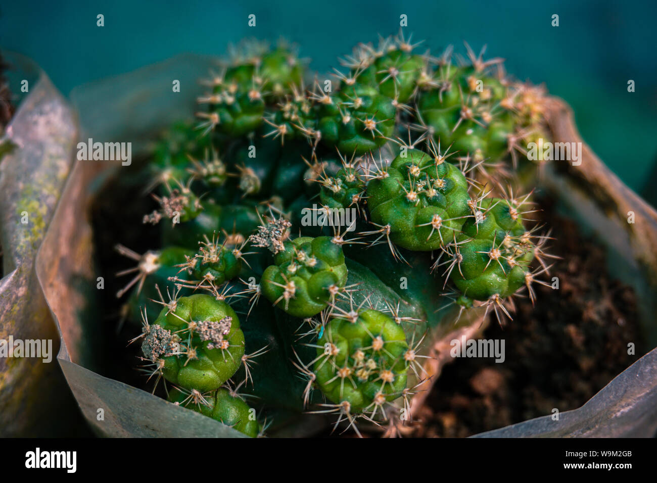 A cactus is a kind of a plant adapted to hot, dry climates. Plants ...