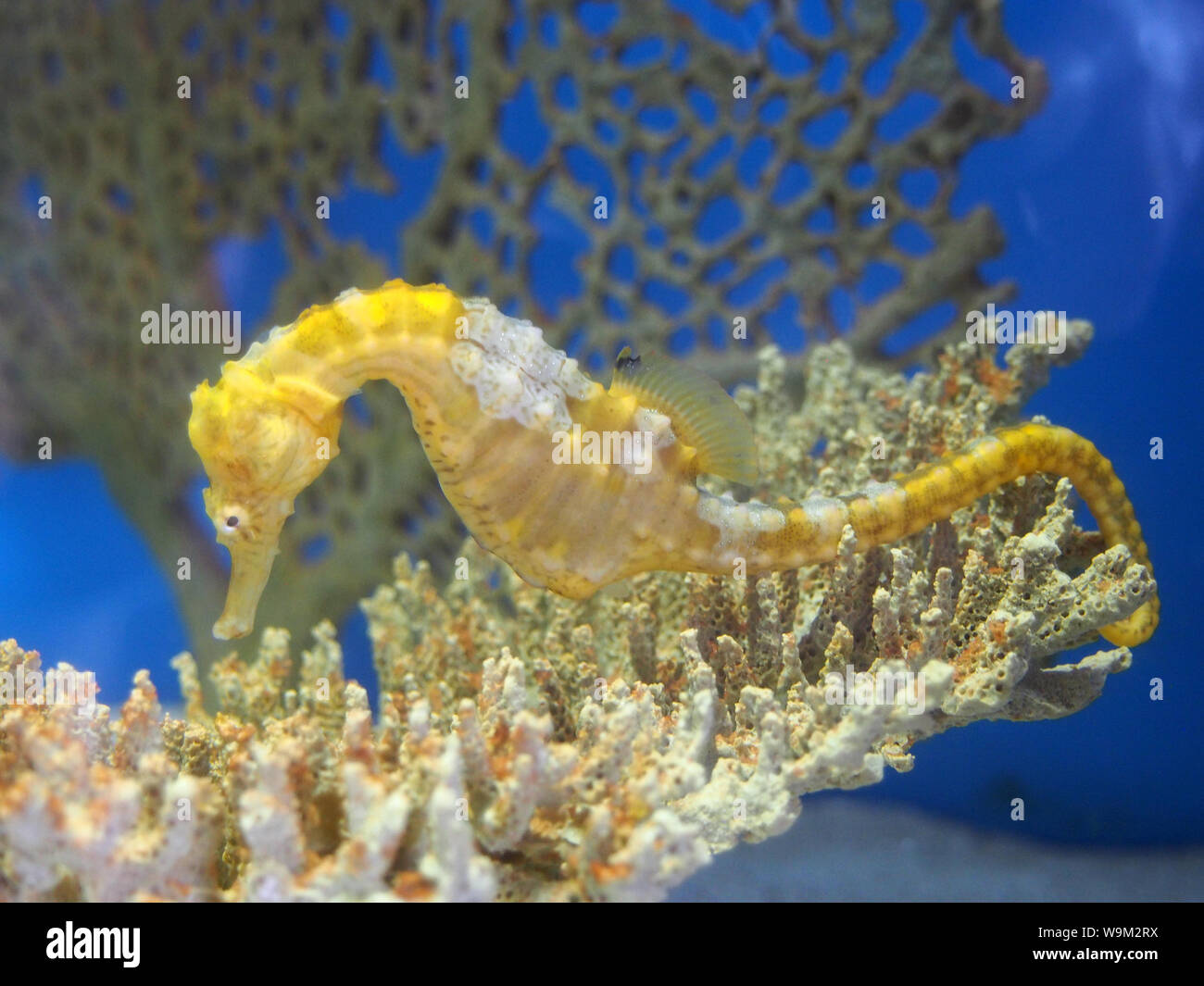 Seahorse fish tank hi-res stock photography and images - Alamy