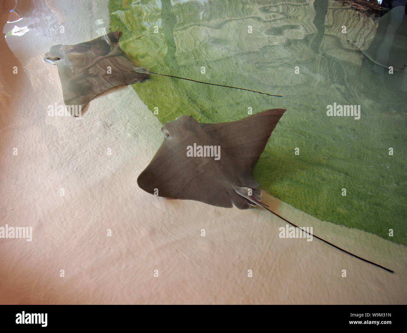 Stingrays in petting tank at Mote Aquarium, Florida, USA, April 6, 2019 ...