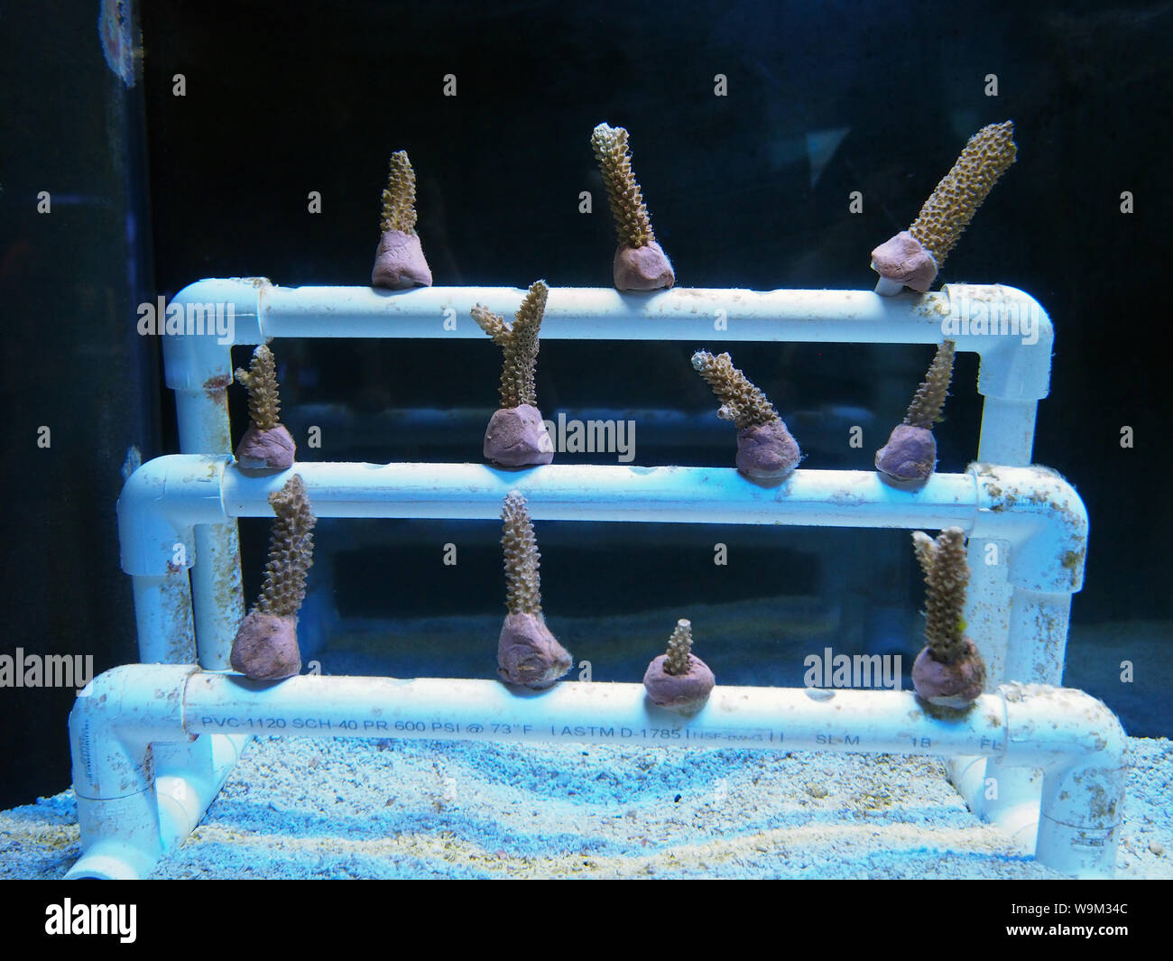 Coral growing laboratory hi-res stock photography and images - Alamy