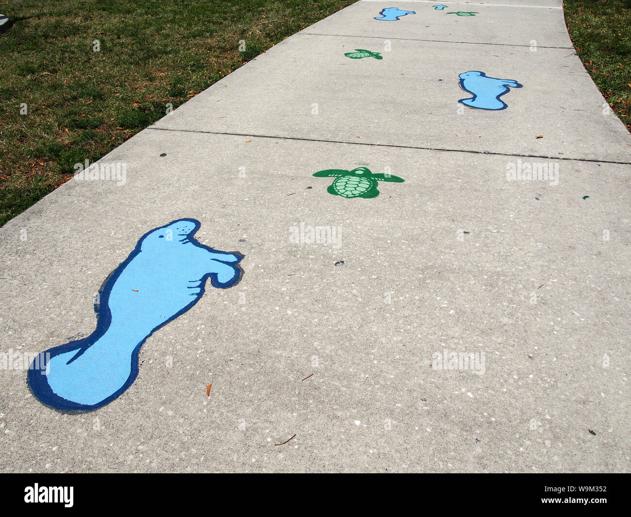 Sea life drawings on pathway between attractions at Mote Aquarium ...