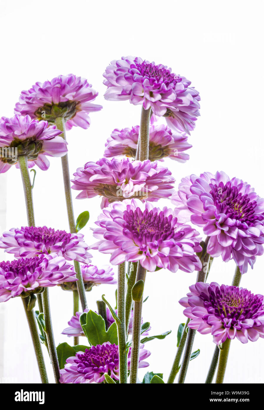 Mini mum hi-res stock photography and images - Alamy