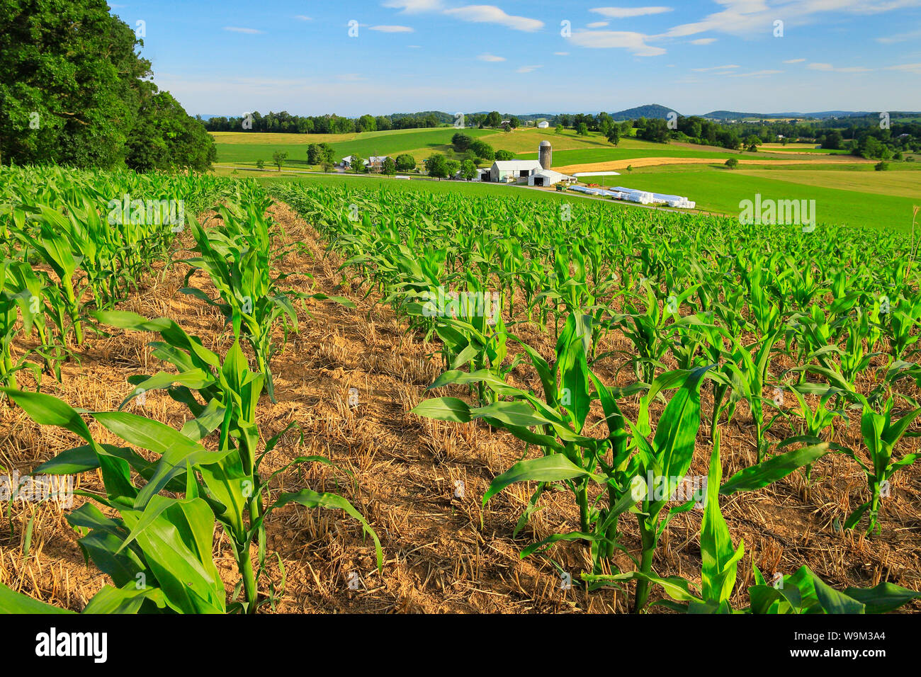 Corn Field, Dayton, Shenandoah Valley, Virginia, USA Stock Photo - Alamy