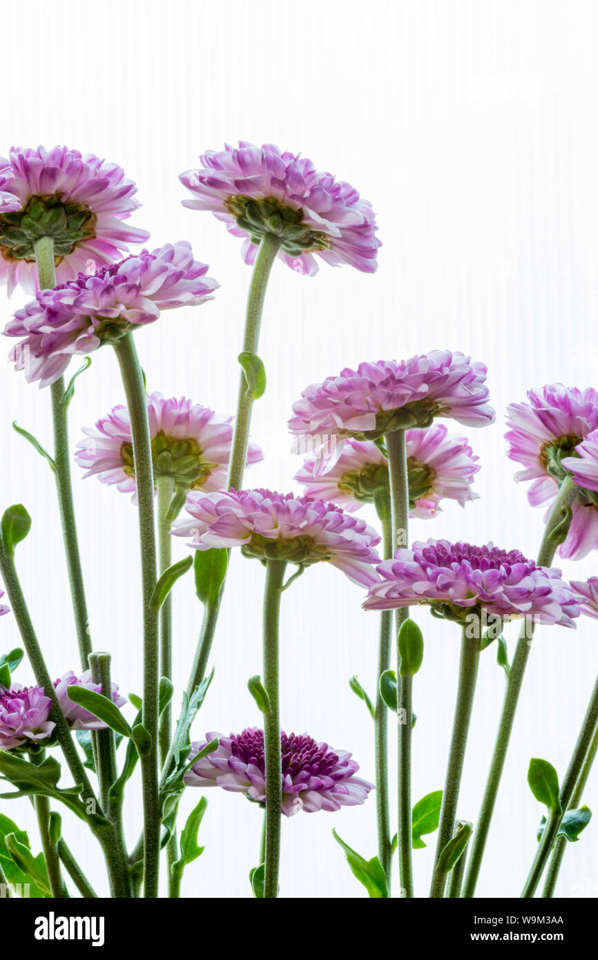 Mini mum hi-res stock photography and images - Alamy