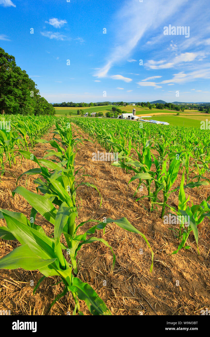 Corn Field, Dayton, Shenandoah Valley, Virginia, USA Stock Photo - Alamy