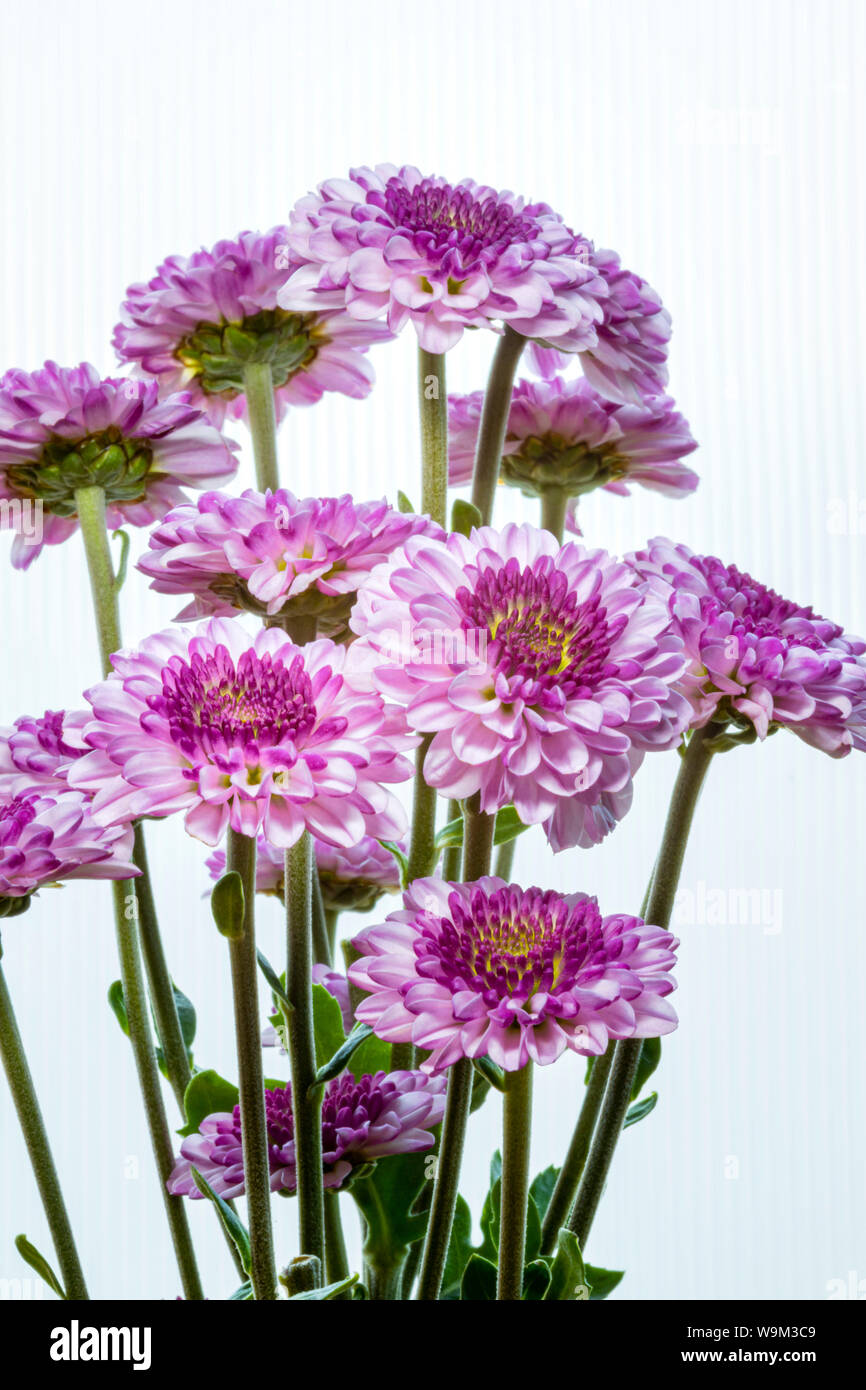 Mini mum hi-res stock photography and images - Alamy