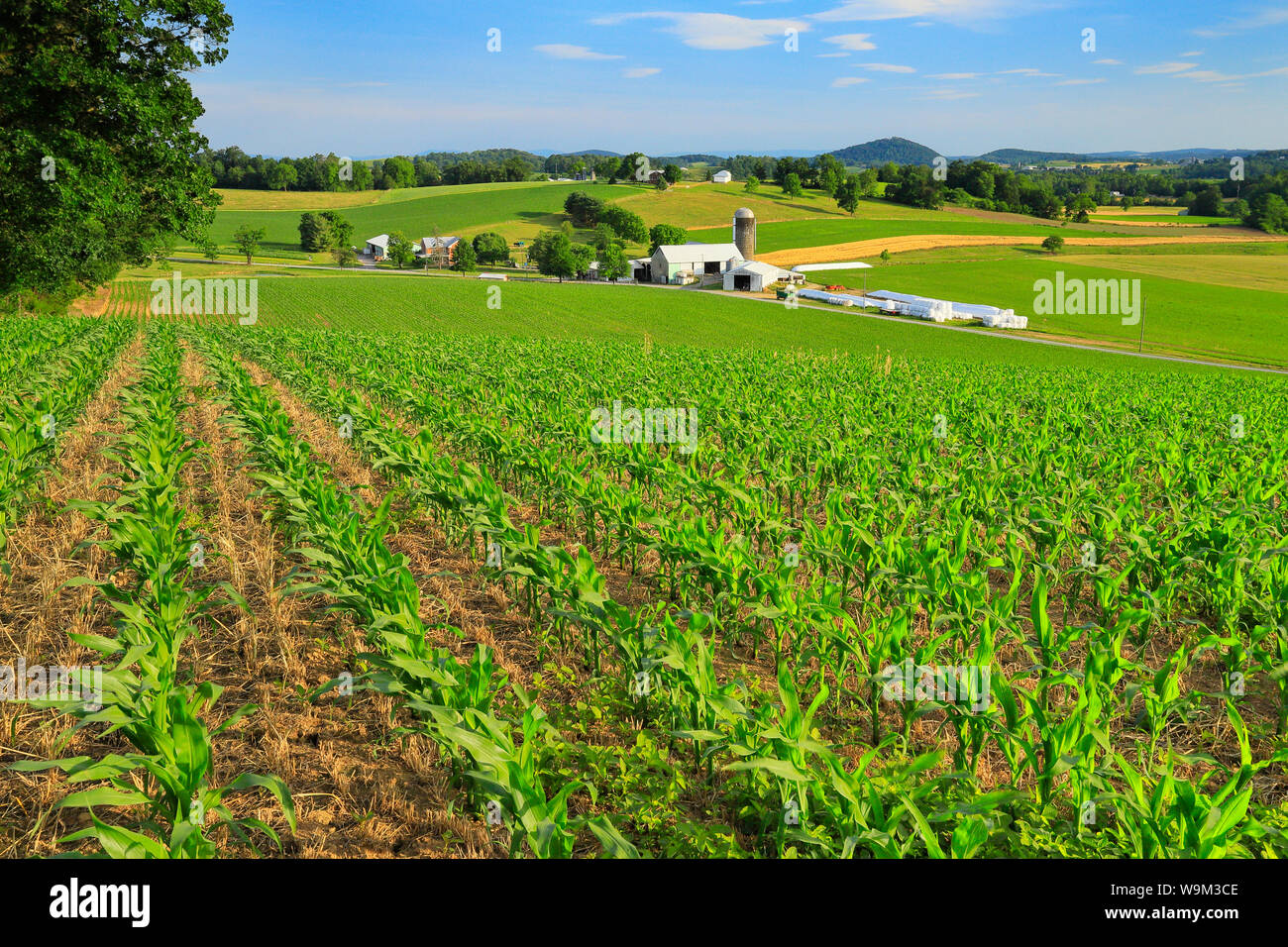 Corn Field, Dayton, Shenandoah Valley, Virginia, USA Stock Photo - Alamy