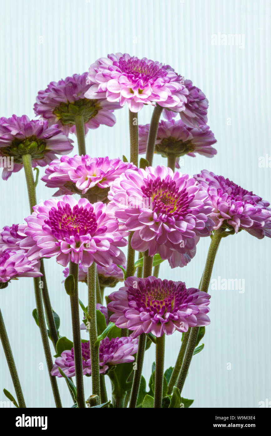 Mini mum hi-res stock photography and images - Alamy