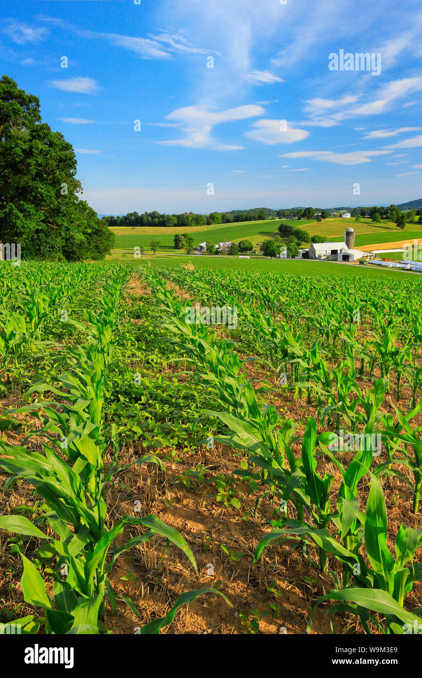 Corn Field, Dayton, Shenandoah Valley, Virginia, USA Stock Photo - Alamy