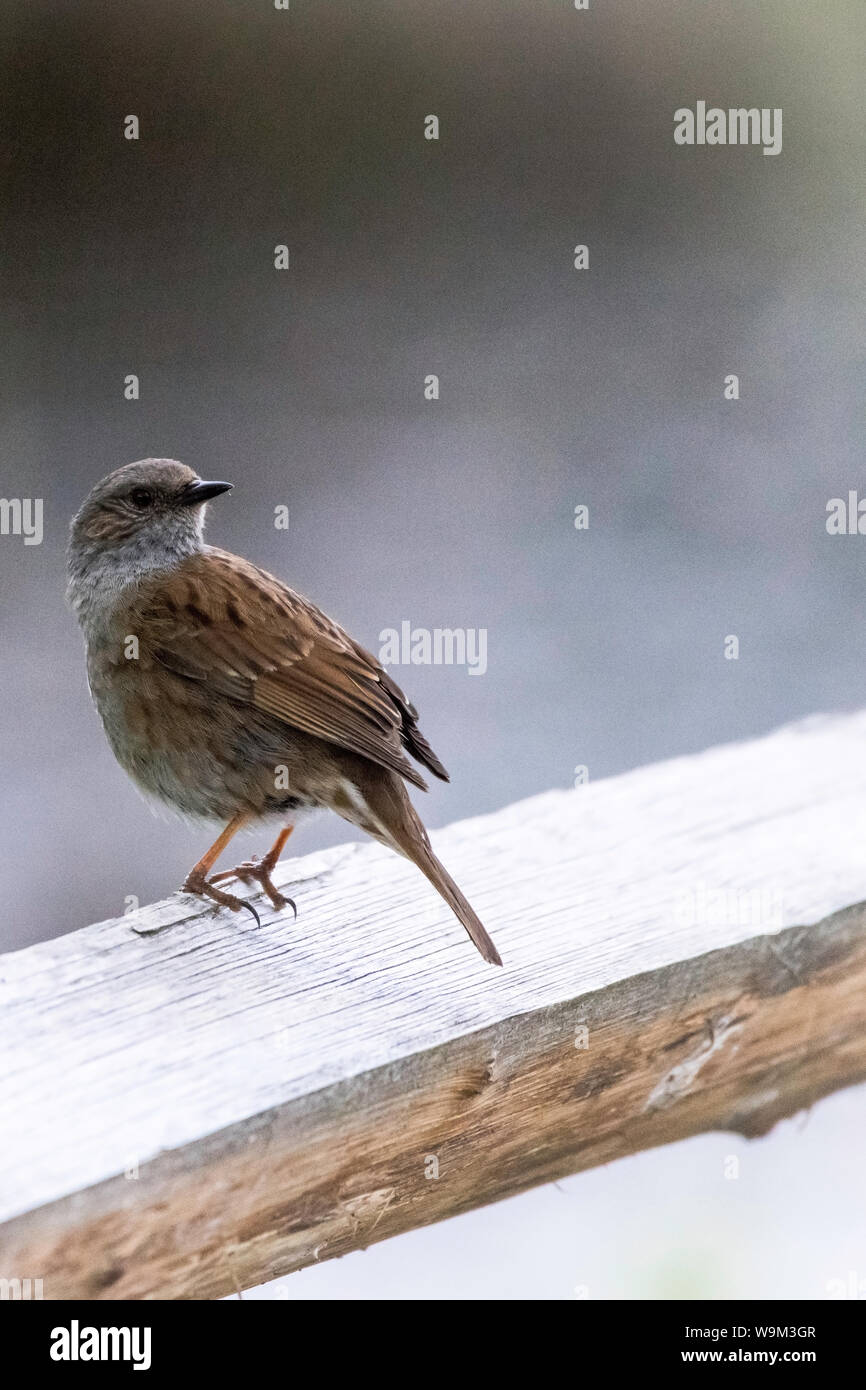 Dunnock bird feeder hi-res stock photography and images - Alamy