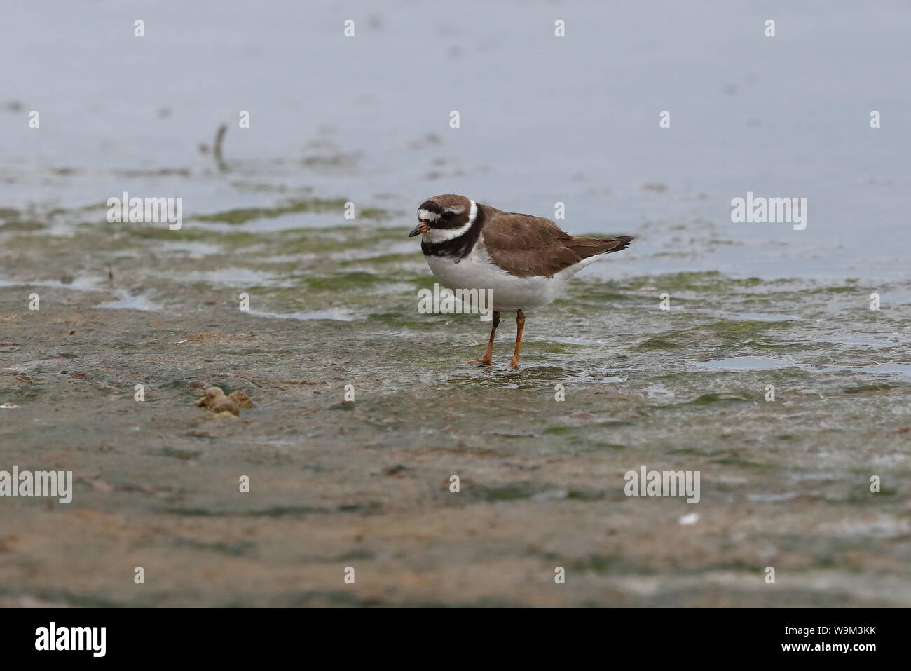 Adult Ringed Plover Stock Photo - Alamy