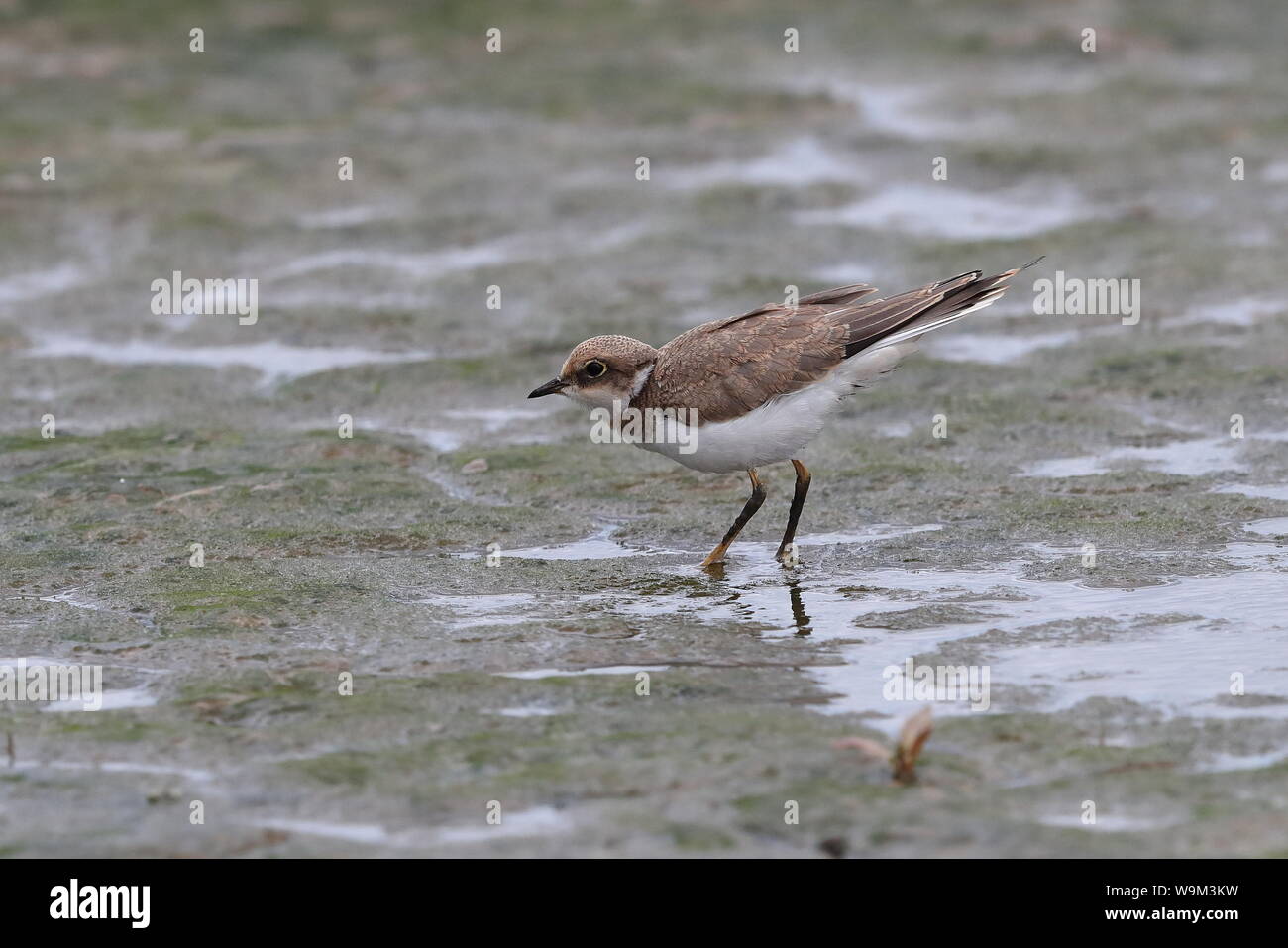 Juvenile Little Ringed Plover Stock Photo - Alamy