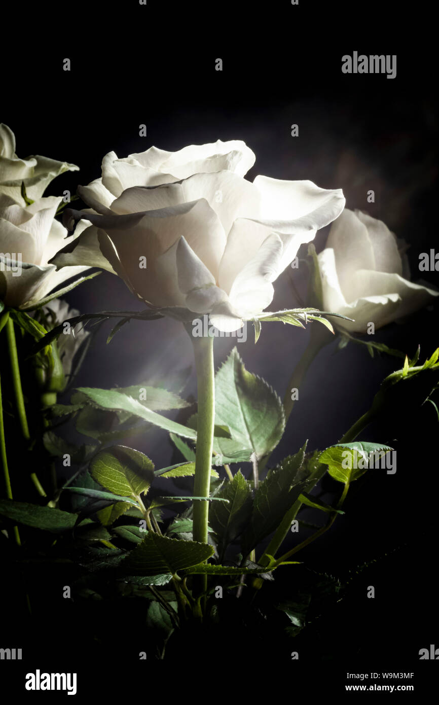 Dwarf roses hi-res stock photography and images - Alamy