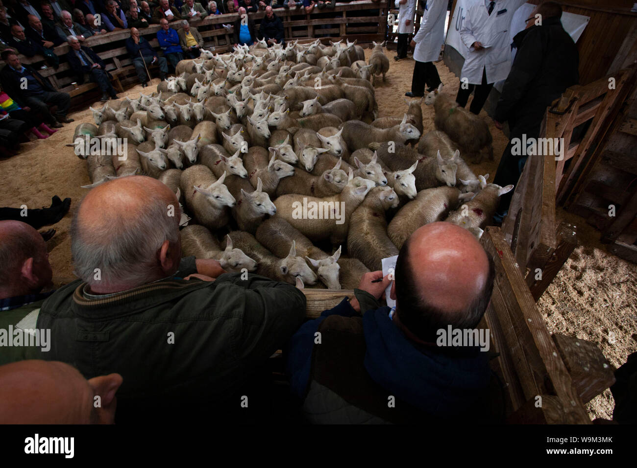 Cheviot sheep and lamb hi-res stock photography and images - Alamy