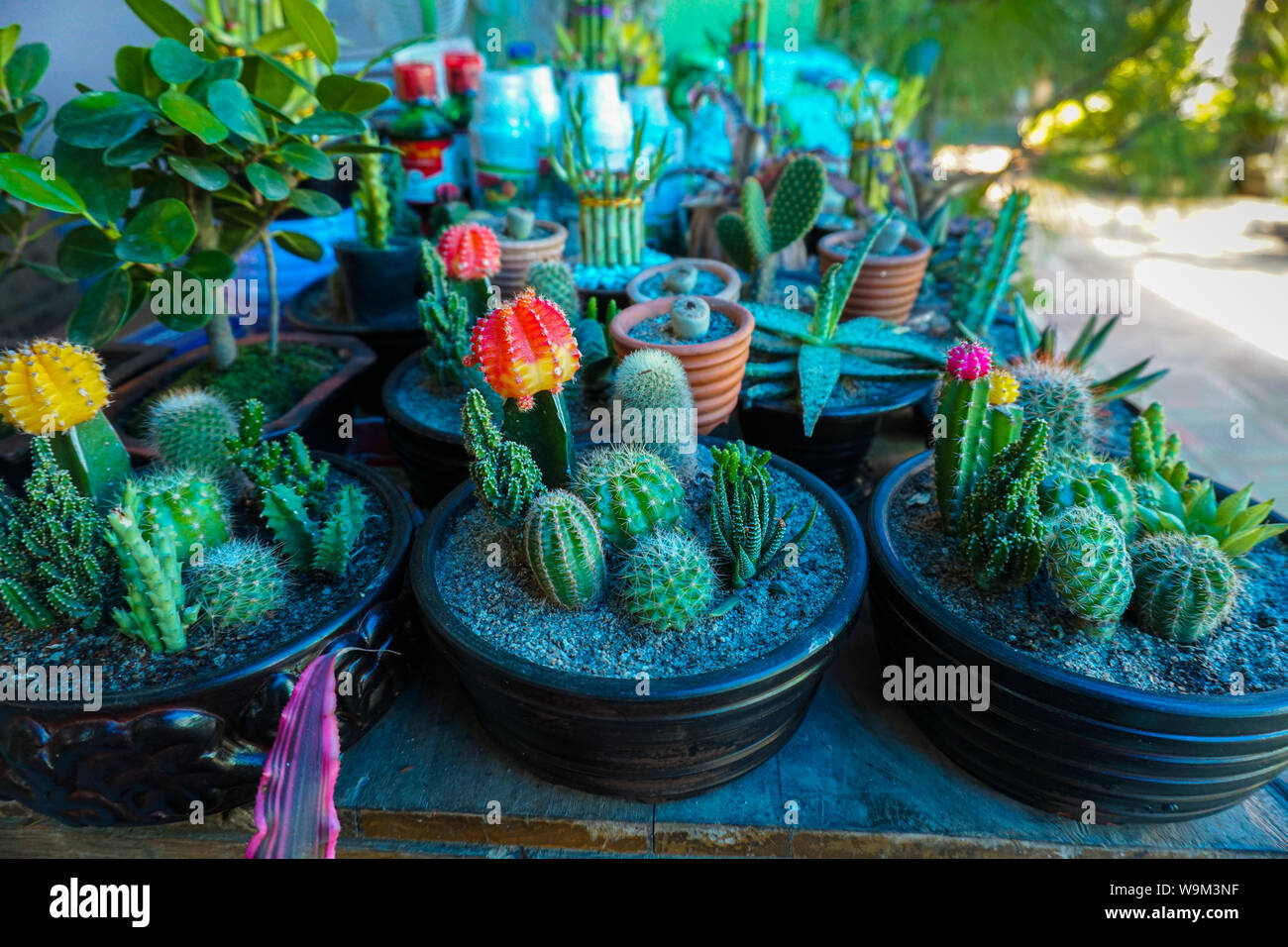 A cactus is a kind of a plant adapted to hot, dry climates. Plants ...