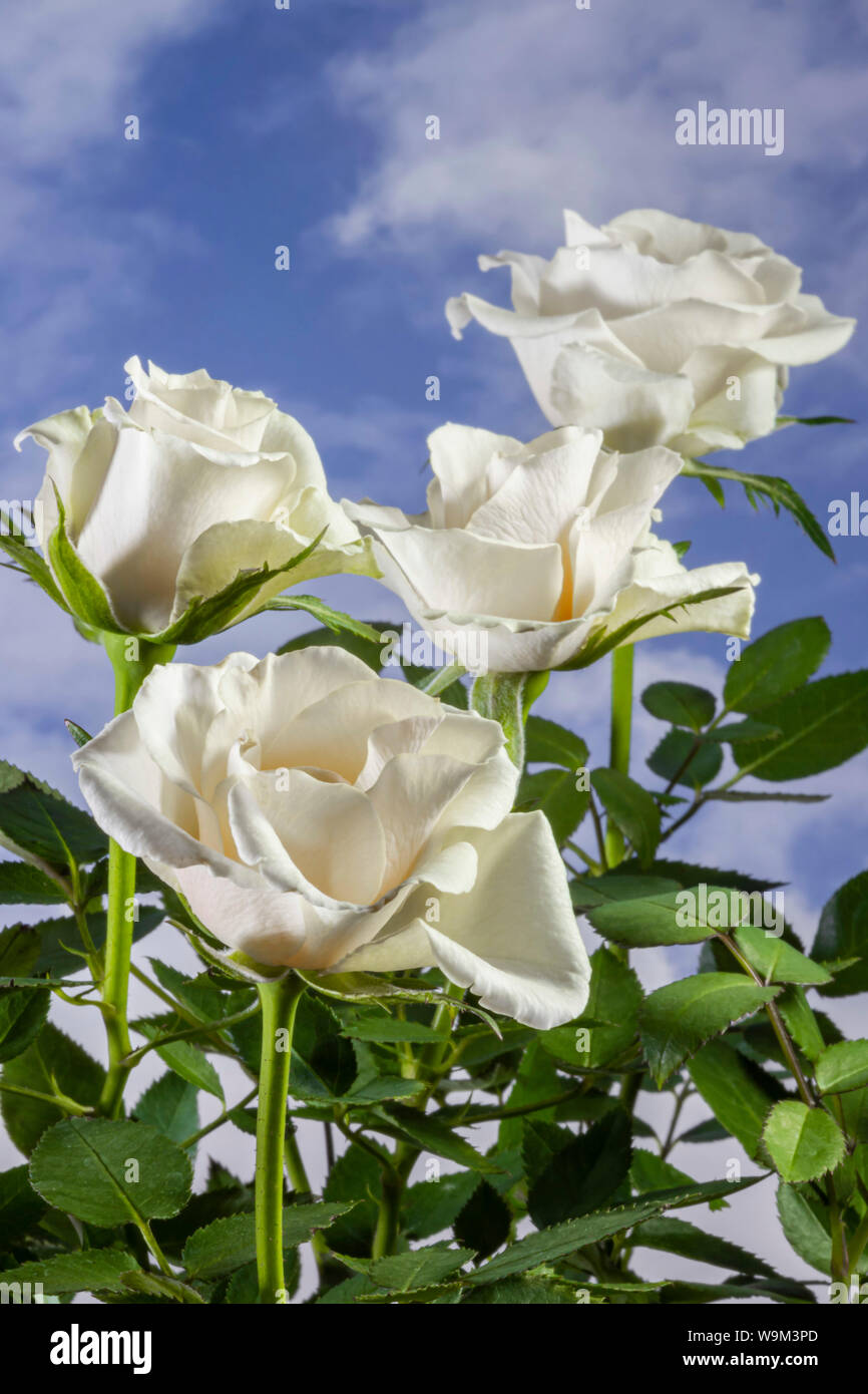 Dwarf roses hi-res stock photography and images - Alamy
